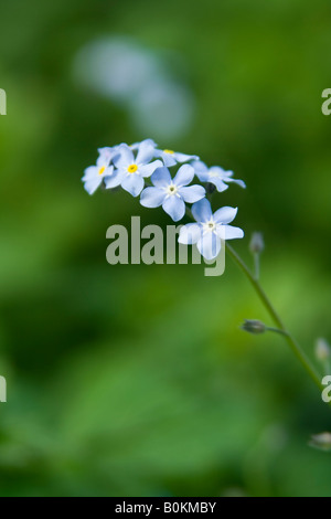 Forget-me-not - mysotis Stock Photo - Alamy