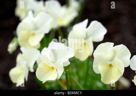 VIOLA LITTLE DAVID AGM Stock Photo - Alamy