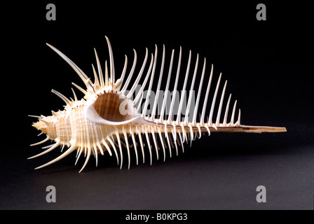 spiky sea shell Stock Photo - Alamy