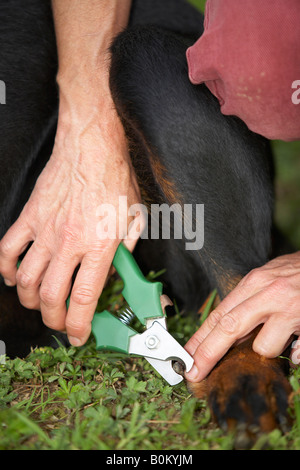 Beauceron getting claw cuts Stock Photo - Alamy