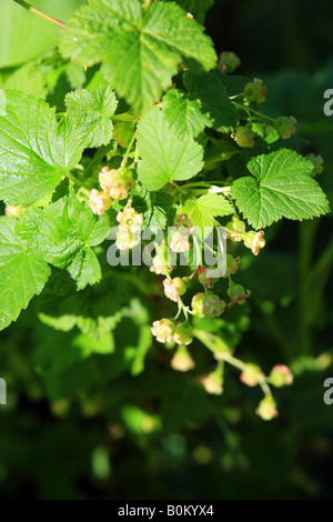 Spring flowering of a blackcurrant fruit bush with small yellow flowers ...