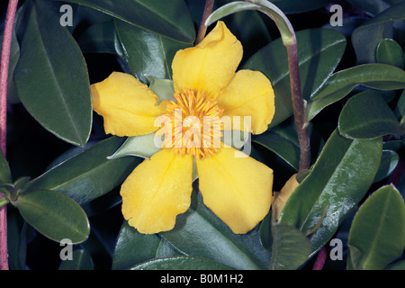 Climbing Guinea Flower (Hibbertia scandens) entwined around Wattle (Acacia) flowers and seed ...