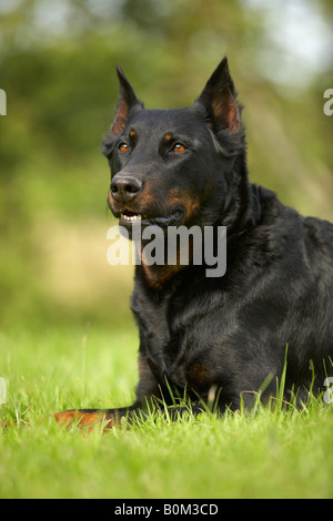 Berger de Beauce, Beauceron (Canis lupus f. familiaris), walking ...