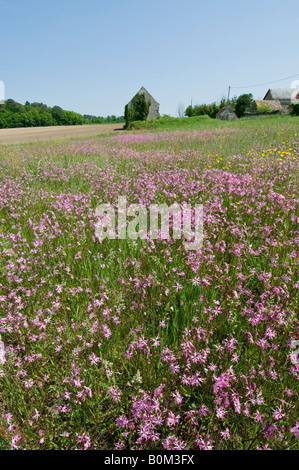 Meadow flower Ragged Robin Lychnis flos-cuculi, close-up, blurred ...
