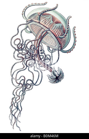 Life cycle of jellyfish Stock Photo - Alamy