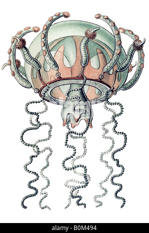 Life cycle of jellyfish Stock Photo - Alamy