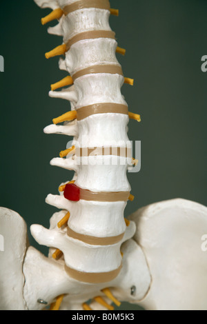 Anatomical model showing the human pelvis muscles Stock Photo - Alamy