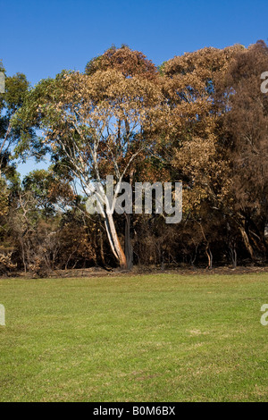 Gum tree regrowth after a bushfire, Illawarra forest, Wimmera, Victoria ...