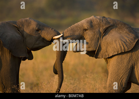 Smiling happy Elephants with tusks in warm sunshine Loxodonta Africana ...