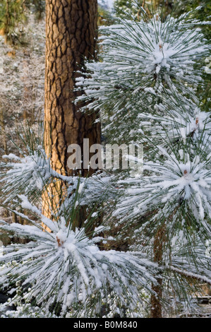 Pine trees covered with frost. Pine needles in snow. Cloudy frosty day ...