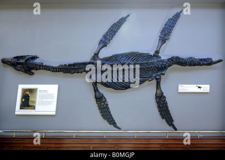 Pliosaur Fossil at The Natural History Museum, Kensington, London Stock ...