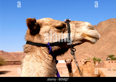Camel by the Timna Lake donated , by Avrum Chudnow Family of Milwaukee ...