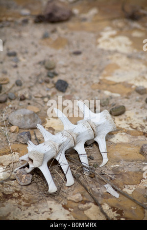 Backbone of a mule deer in a dry wash in western Colorado Stock Photo ...