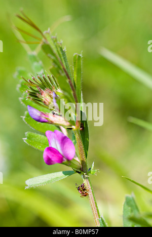 Common vetch growing at a field margin Stock Photo - Alamy