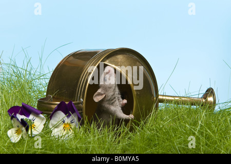 Little grey mouse checking the weather in a watering can Stock Photo ...