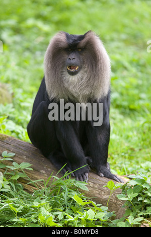 Macaque monkey showing his teeth Stock Photo - Alamy