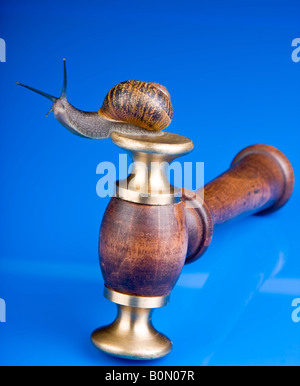 Funny snail sitting on a judge's gavel Stock Photo - Alamy