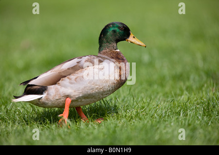 mallard (Anas platyrhynchos), drake walking in the snow, side view ...