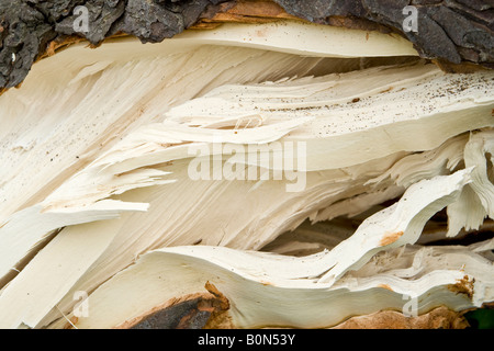 Torn tree branch showing wood grain and foliage in background Stock ...