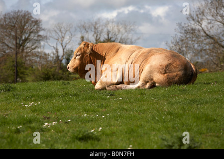 A bull lying down Stock Photo: 52724562 - Alamy