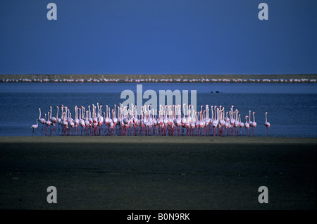 Group of pink flamingoes dancing together Stock Photo - Alamy