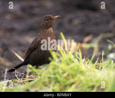 Female blackbird in my garden hunting the lawn for food Stock Photo - Alamy