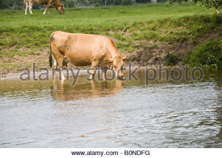 Cow drinking water from river Stock Photo - Alamy