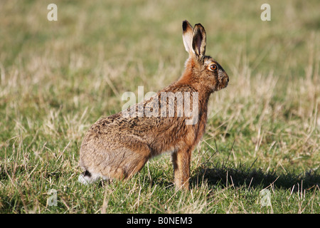 European brown hare standing up to look for danger Stock Photo ...
