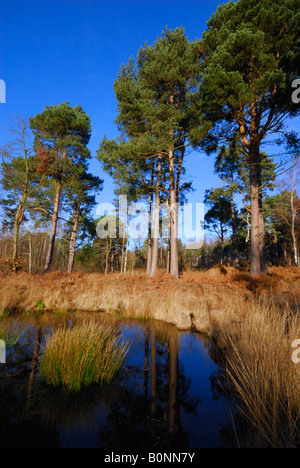 Esher Common, Surrey Stock Photo - Alamy