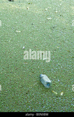 Litter floating in a pond, UK Stock Photo - Alamy