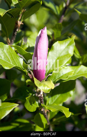 MAGNOLIA MAGNOLIACEAE APOLLO HIMALAYAN DEEP VIOLET SHRUB IN A SURREY ...