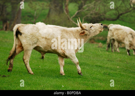 'Wild' white Chillingham cattle, Chillingham Park, Northumberland, UK ...