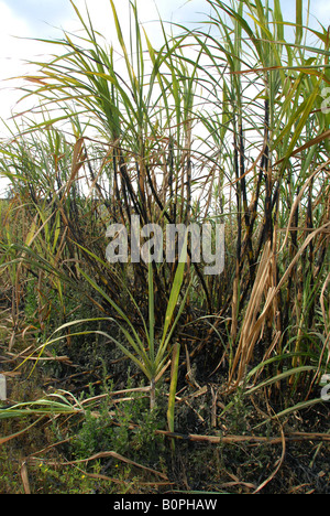 field of sugar cane is burnt before harvesting, in Queensland, Shire of Burdekin, Australia ...
