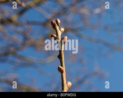 Oak Tree Buds Stock Photo - Alamy
