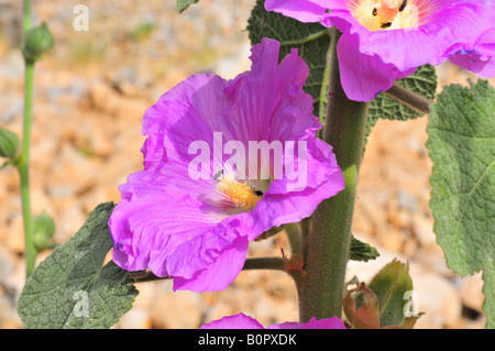 image of alcea pallida Stock Photo - Alamy