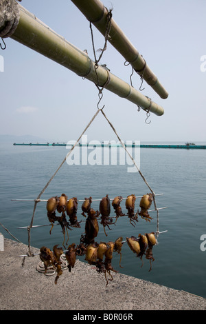 Squid on drying rack Stock Photo - Alamy