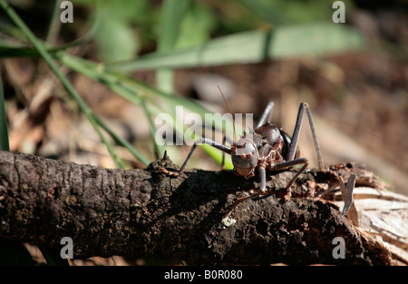 Armoured Cricket (Acanthoplus Discoidalis Stock Photo - Alamy