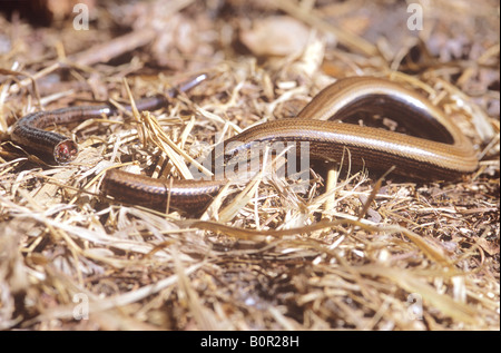 Slow worm (Anguis fragilis) detached tail following a predator attack ...