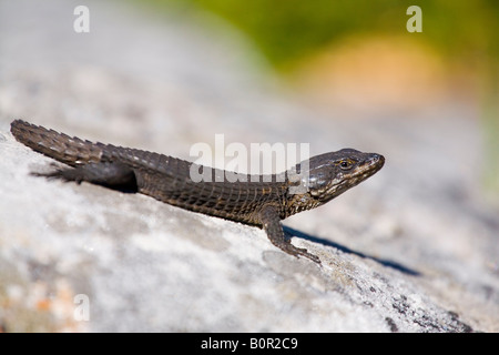 Black girdled lizard (Cordylus niger), an endemic species of the Cape ...