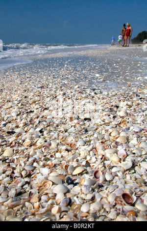Seashells on the beach at Sanibel Island on the Gulf Coast of Florida ...