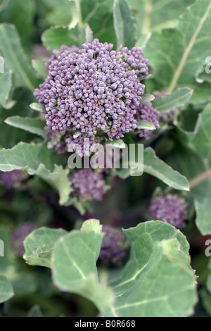 Home Grown Organic Purple Sprouting Broccoli (Brassica oleracea ...