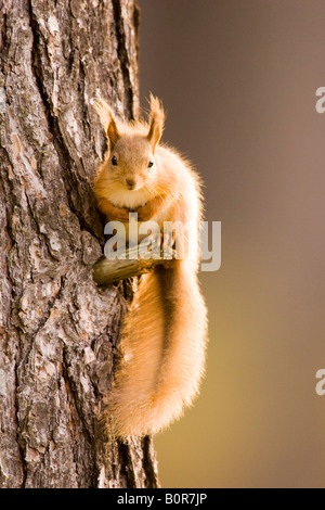 Squirrel sitting upside down on a tree trunk. The squirrel hangs upside ...