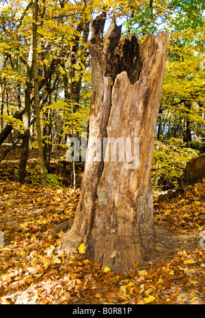 Tree Stump Damaged by Lightning Strike Stock Photo - Alamy