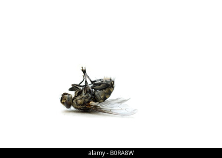 Dead blue bottle fly (Calliphora vomitoria). This cadaver fly spreads ...