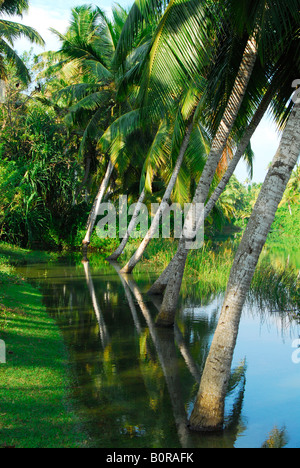 Row of coconut trees reflection in sunset near a rural path Stock Photo ...