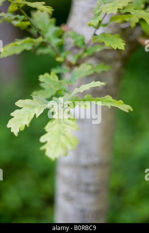 Young tree in a forest with depth of field, ideal for nature reports ...