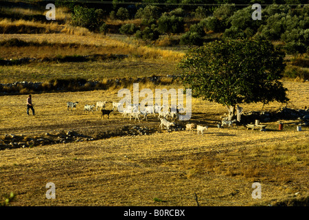 Samos Greece Shepherd Herding Goats Stock Photo - Alamy