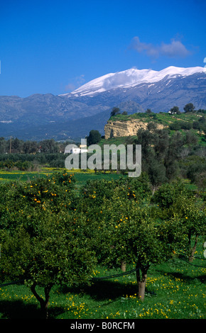 Crete Greece Northern Crete Orange Grove Snow Capped Mountain Stock ...
