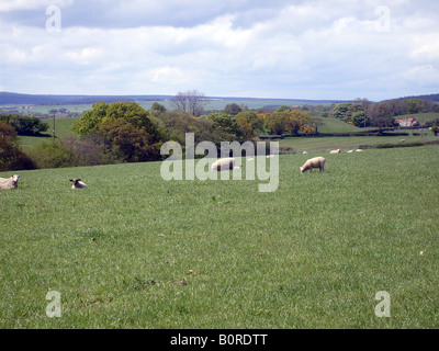 yorkshire, england; sheep in a pasture Stock Photo - Alamy