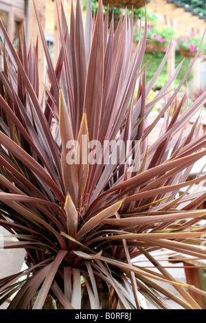 Cordyline australis 'Red Star' structural leaf plant garden plants ...